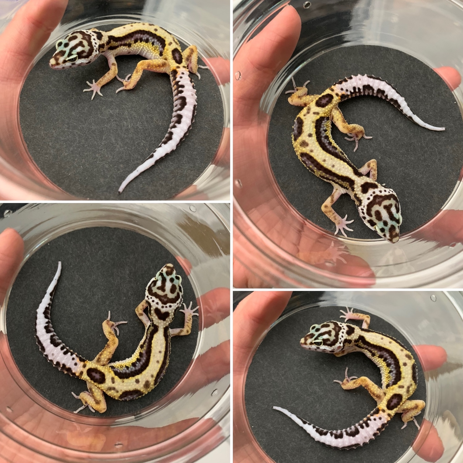 Bold Het Eclipse Ph Tremper Leopard Gecko by Xeno Gecko Morphs ...