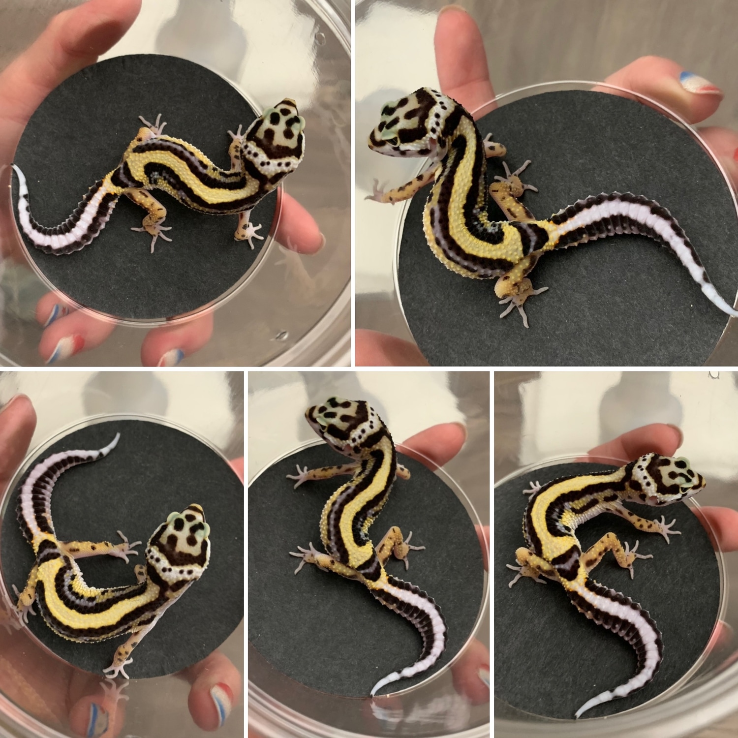 Bold Stripe Bandit Het Tremper Leopard Gecko by Xeno Gecko Morphs ...