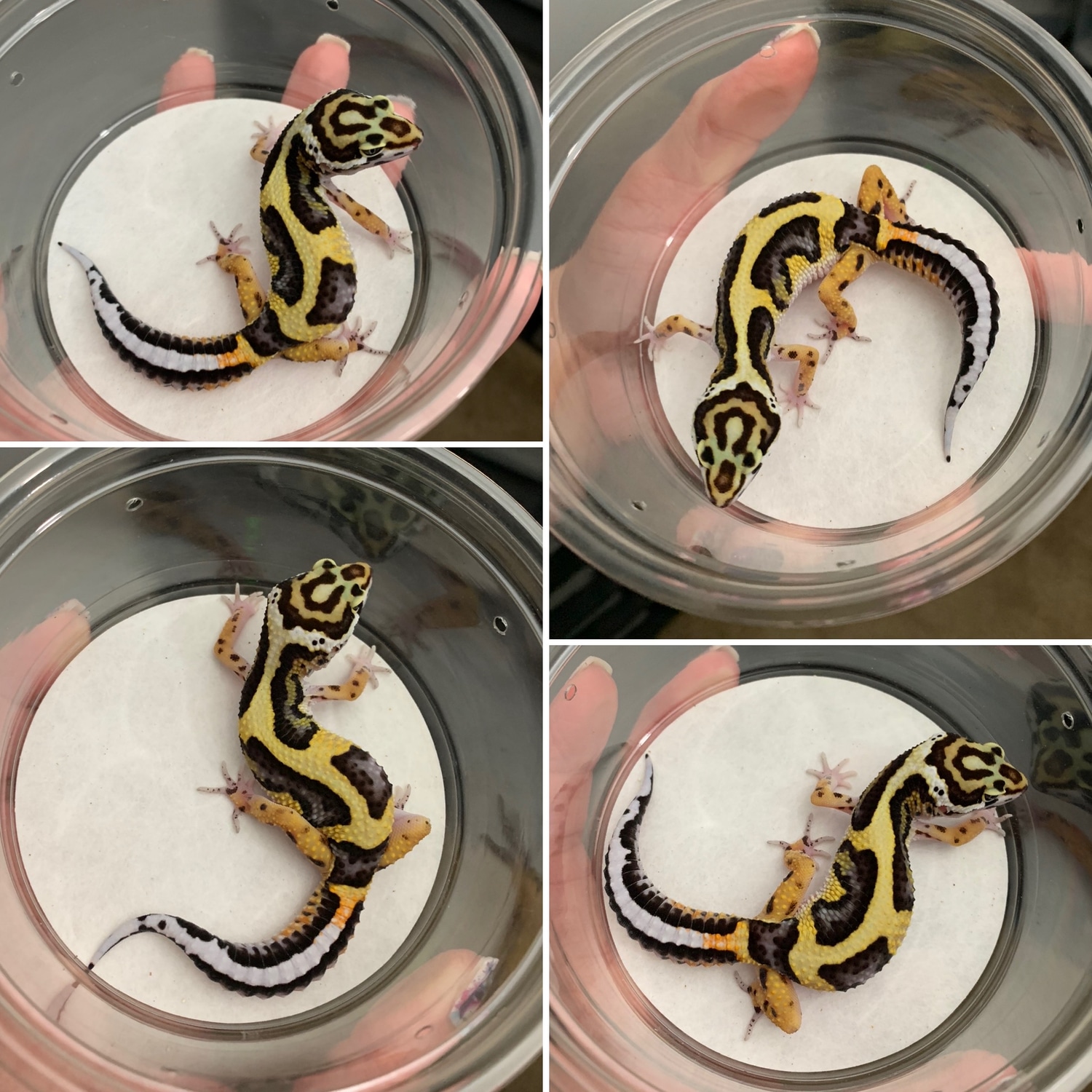 Bold Stripe Bandit/FireBold Cross Het Tremper Ph Eclipse Leopard Gecko ...