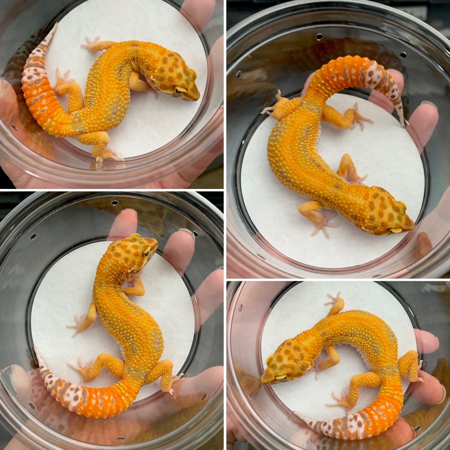 Bold Tremper Tangerine Ph Eclipse Leopard Gecko by Xeno Gecko Morphs ...