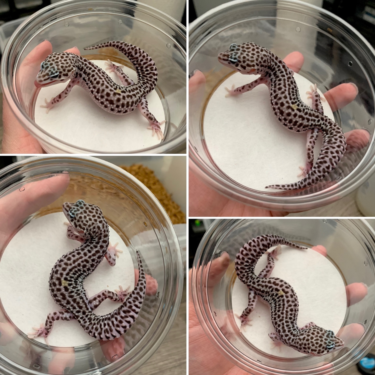 Super Snow Het Eclipse Het Tremper Leopard Gecko by Xeno Gecko Morphs ...