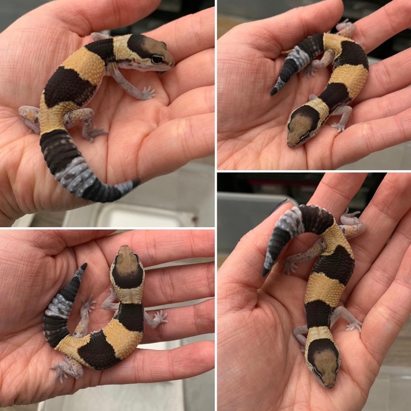 Normal “Wild Type” Het Oreo Het Patternless African Fat-Tailed Gecko by ...