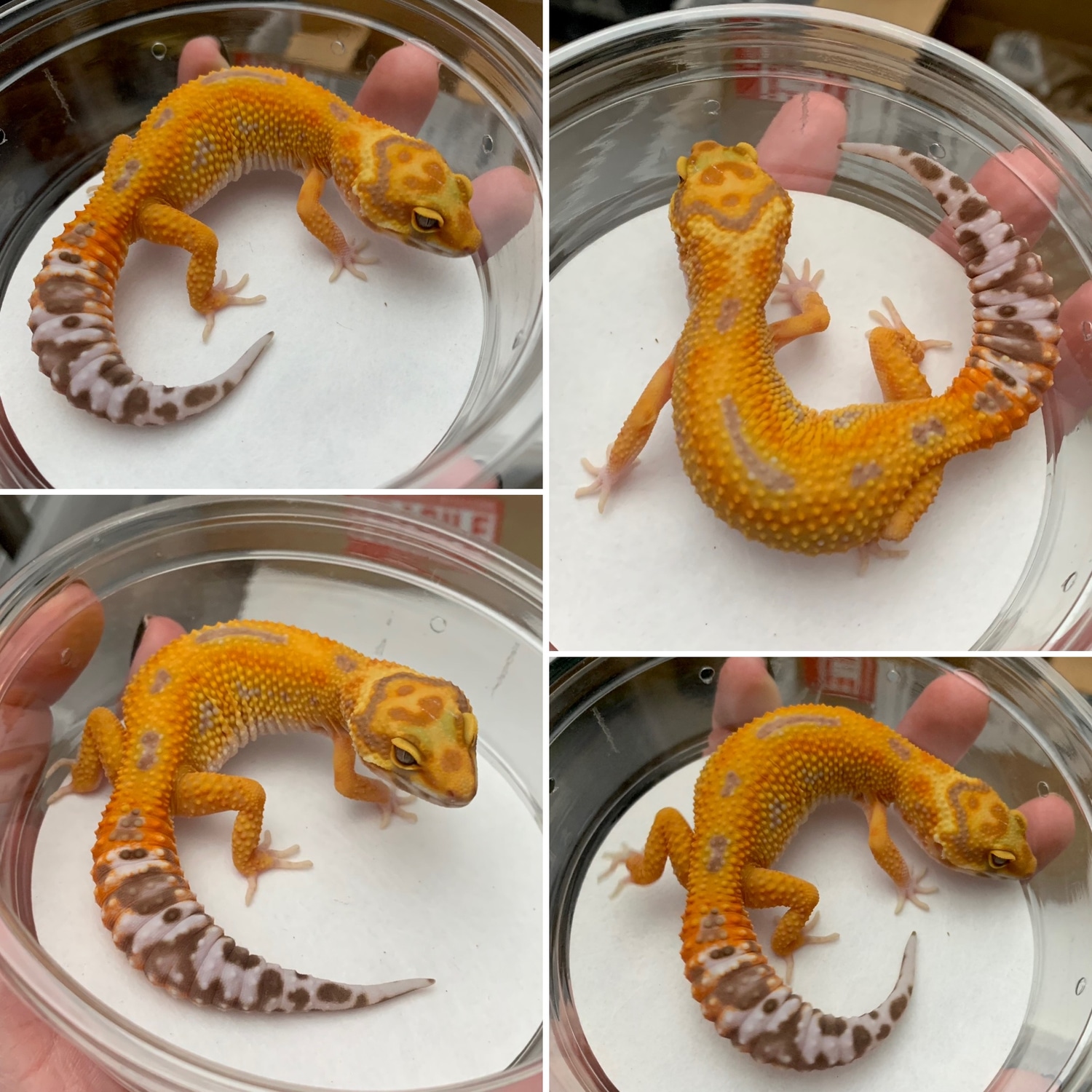 Bold Tremper Tangerine Ph Eclipse Leopard Gecko by Xeno Gecko Morphs ...