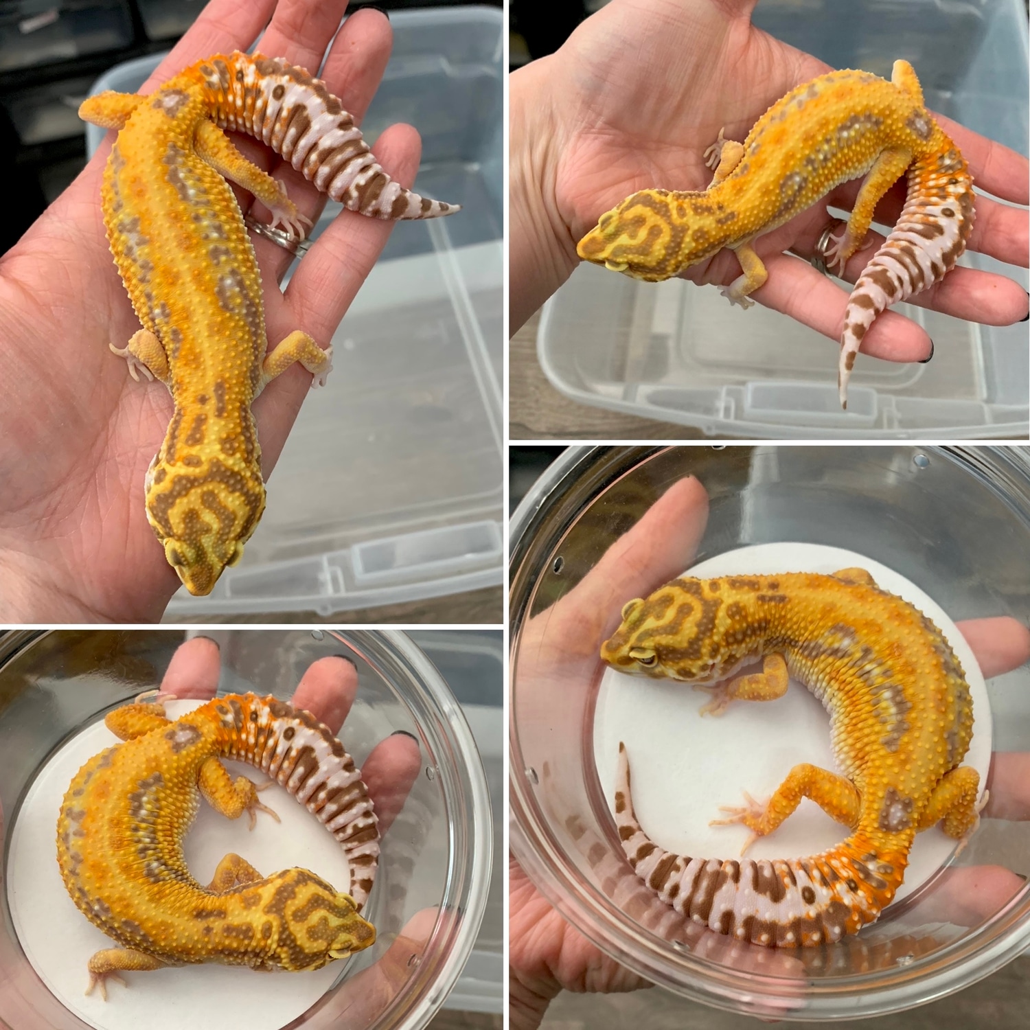 Bold Tremper Tangerine Ph Eclipse Leopard Gecko by Xeno Gecko Morphs - MorphMarket