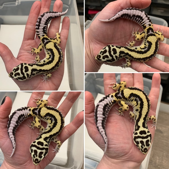 Bold Stripe Bandit Het Tremper Ph Eclipse Leopard Gecko by Xeno Gecko ...