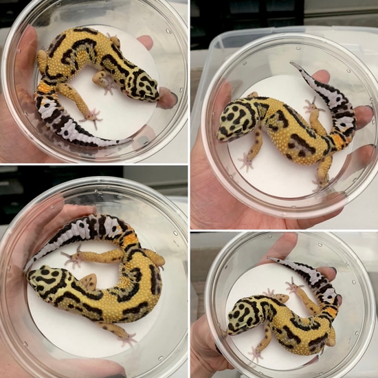 Bold Stripe Bandit/FireBold Cross Het Tremper Ph Eclipse Leopard Gecko ...