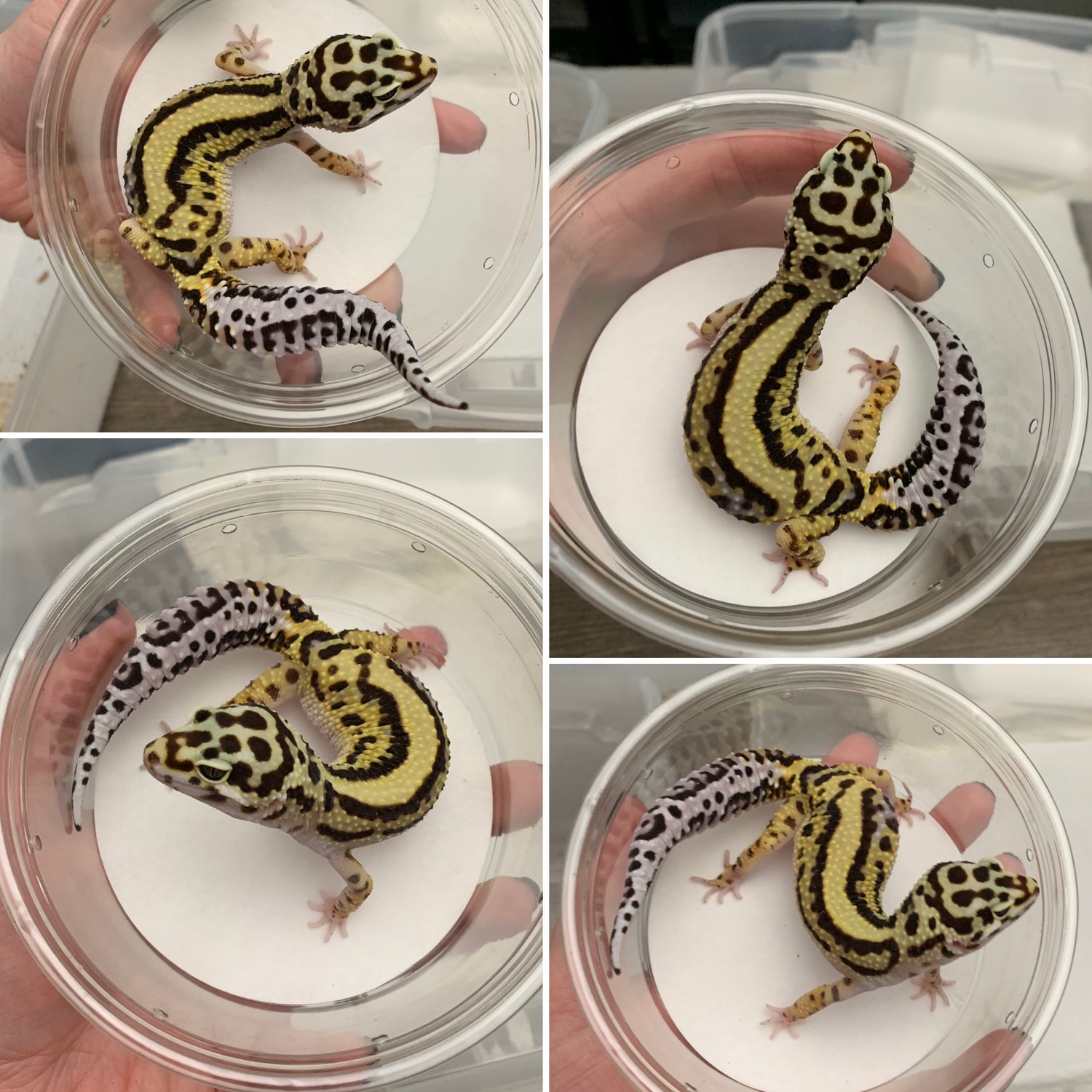 Bold Stripe Het Eclipse Ph Tremper Leopard Gecko by Xeno Gecko Morphs ...