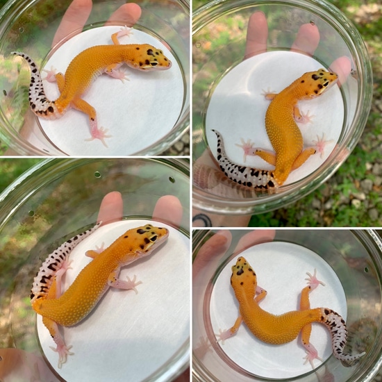 FireBold Eclipse Leopard Gecko by Xeno Gecko Morphs