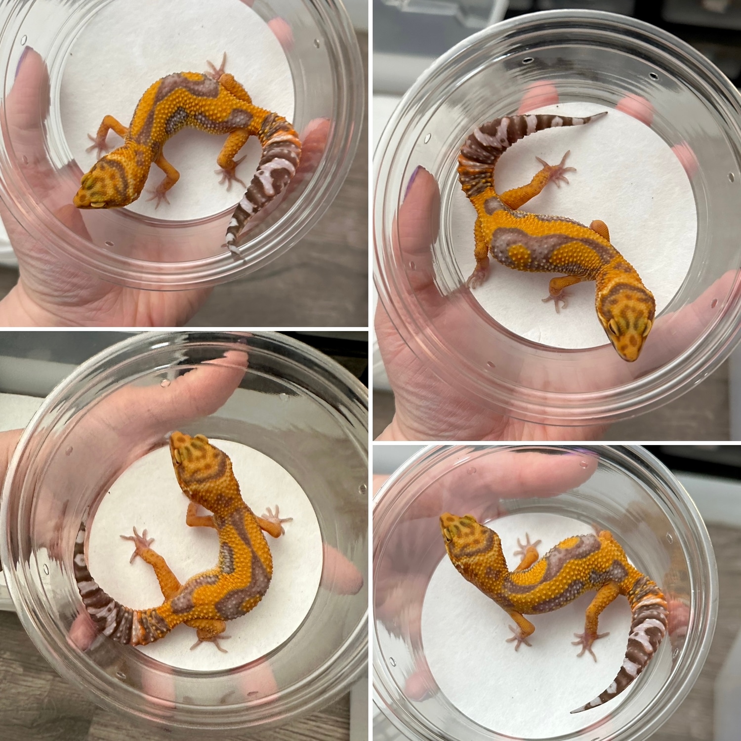 Bold Tremper Tangerine Project Ph Eclipse Leopard Gecko by Xeno Gecko ...