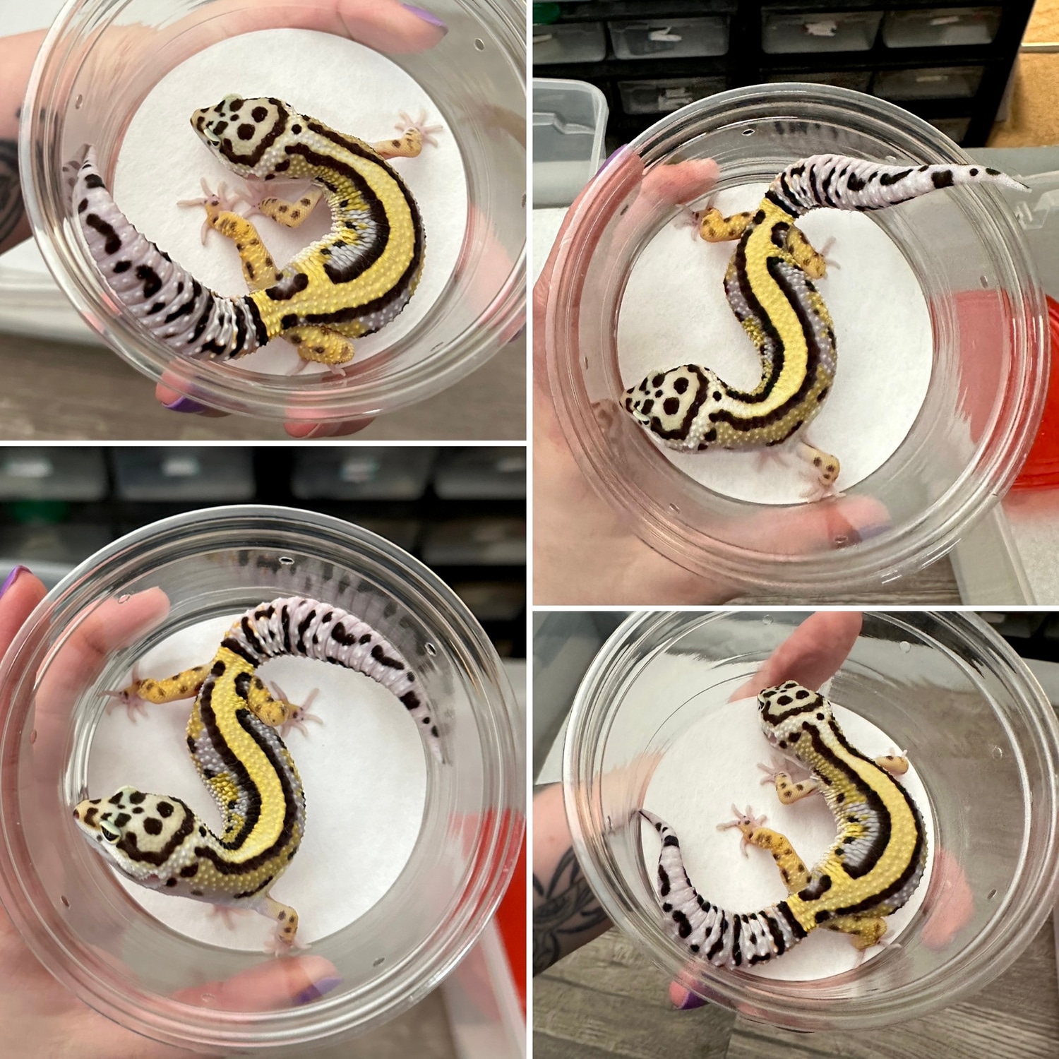 Bold Striped Bandit Het Tremper Ph Eclipse Leopard Gecko by Xeno Gecko ...