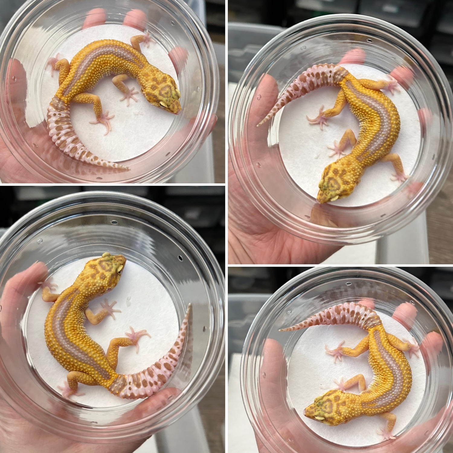 Reverse Stripe Tremper Eclipse Leopard Gecko by Xeno Gecko Morphs ...