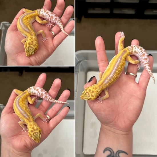 Reverse Stripe Tremper Eclipse Leopard Gecko by Xeno Gecko Morphs