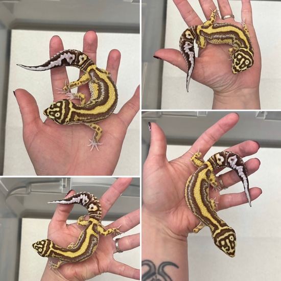 Tremper Bold Stripe Bandit Leopard Gecko by Xeno Gecko Morphs