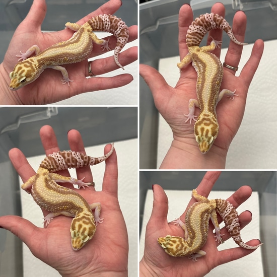 Bold Striped Tremper Eclipse Leopard Gecko by Xeno Gecko Morphs