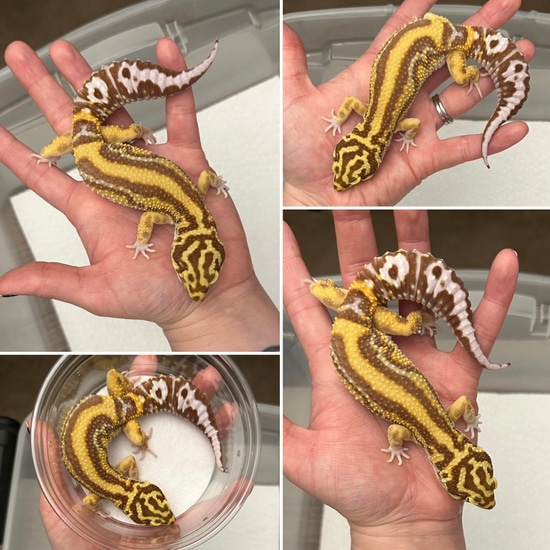 Cinnamon Bandit “ Tremper Bold Striped Bandit Ph Eclipse Leopard Gecko ...