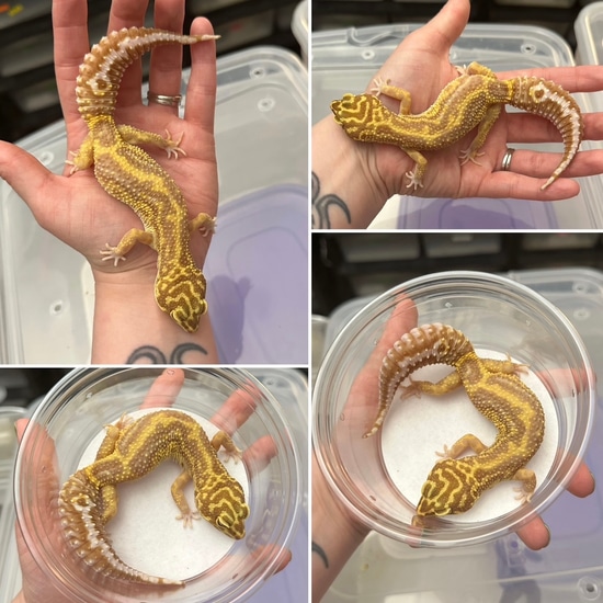 Cinnamon Bandit “ Tremper Bold Striped Bandit Ph Eclipse Leopard Gecko ...