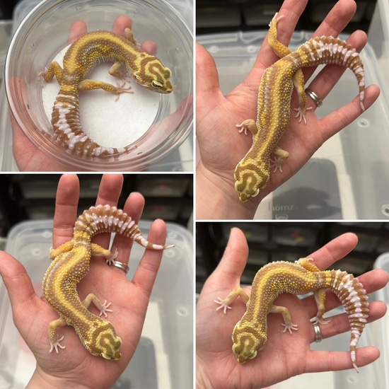 Cinnamon Bandit Cross“ Tremper Bold Striped Bandit Ph Eclipse Leopard ...