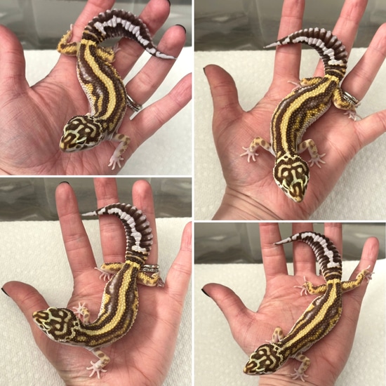Tremper Bold Stripe Bandit Ph Eclipse Leopard Gecko by Xeno Gecko Morphs