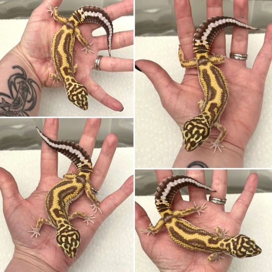 Bold Stripe Tremper Bandit Ph Eclipse Leopard Gecko by Xeno Gecko Morphs