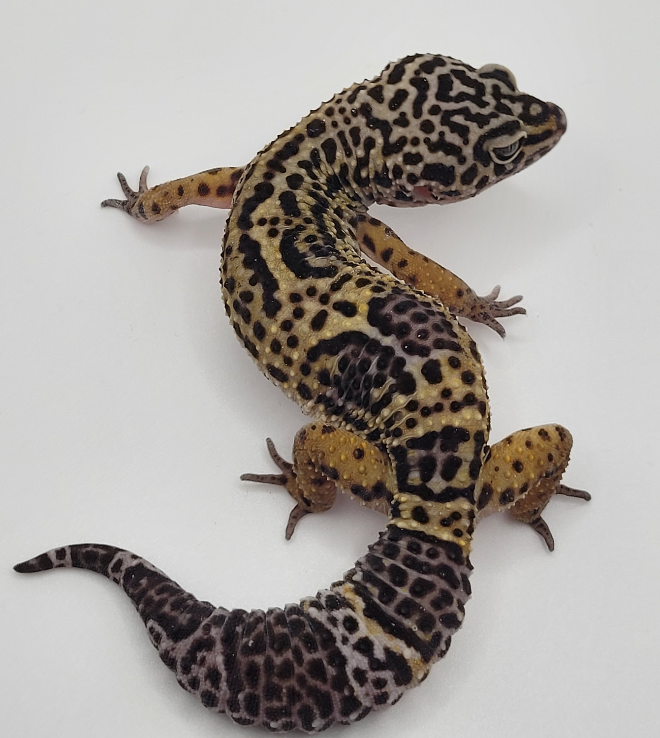 Black Night Leopard Gecko by KXGeckos - MorphMarket