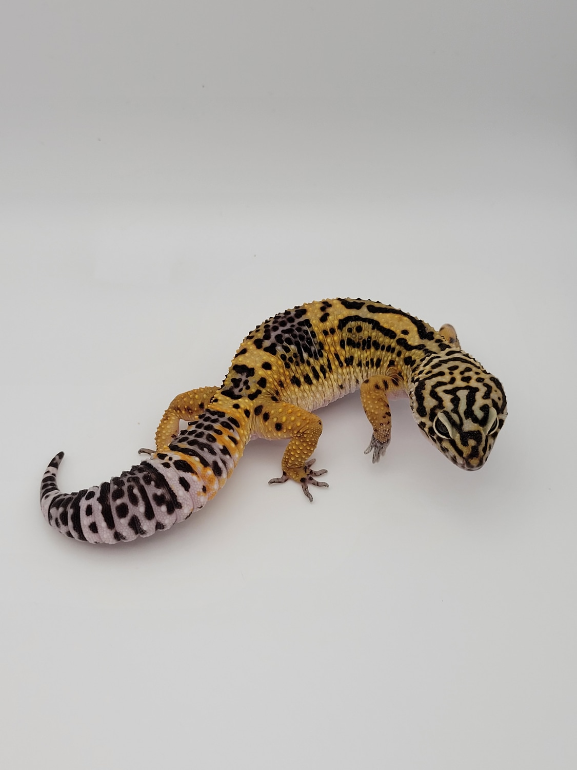 Black Night Leopard Gecko by KXGeckos - MorphMarket