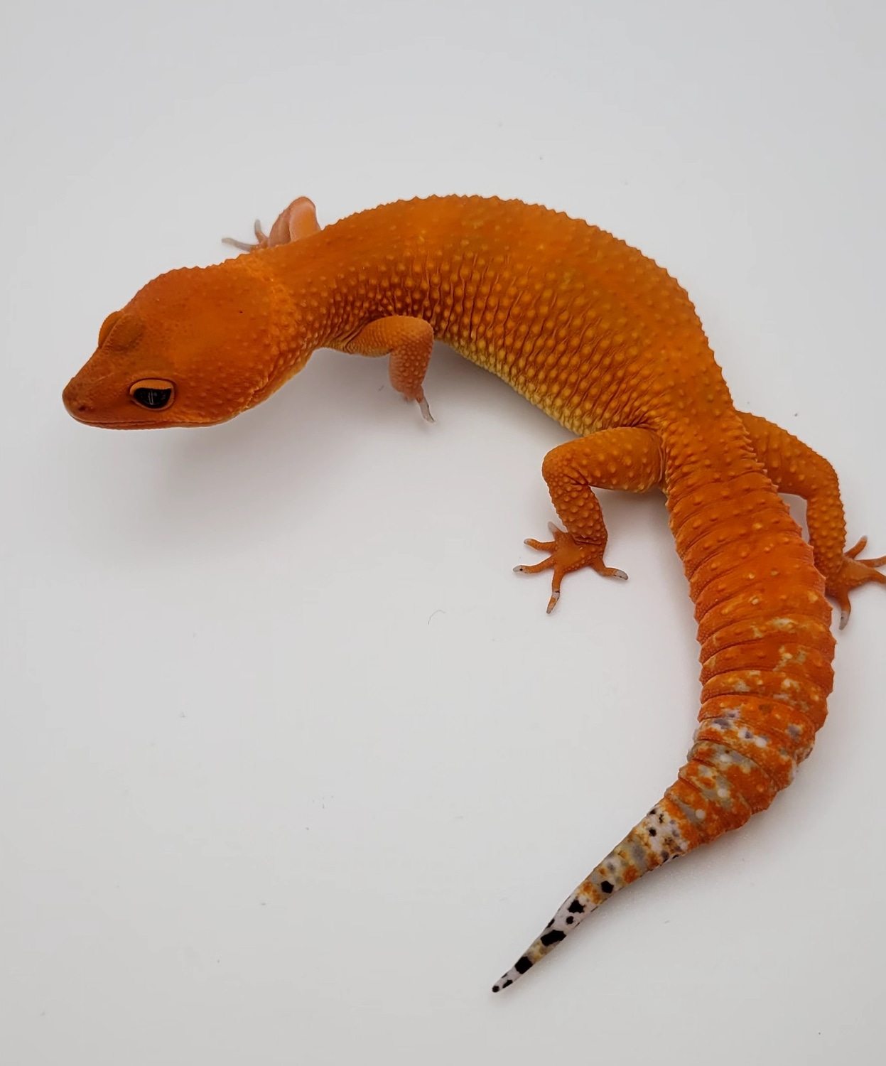 Blood Tangerine Leopard Gecko by KXGeckos - MorphMarket