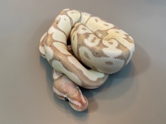 VPI Axanthic Banana Ball Python by Stellar Royals
