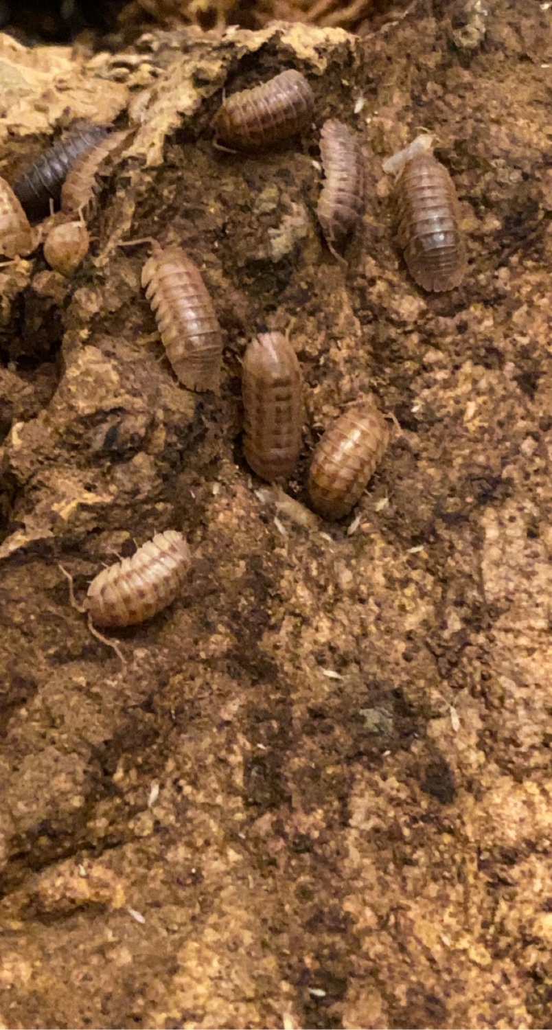 A. Nasatum "peach Isopod by Xotics365 LLC - MorphMarket