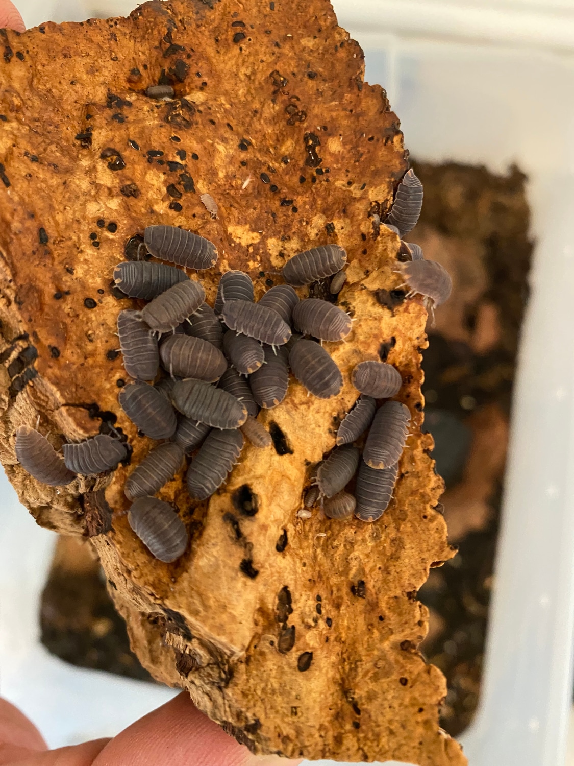 C. Murina “little Sea” - $.75 Ea Isopod by Xotics365 LLC - MorphMarket