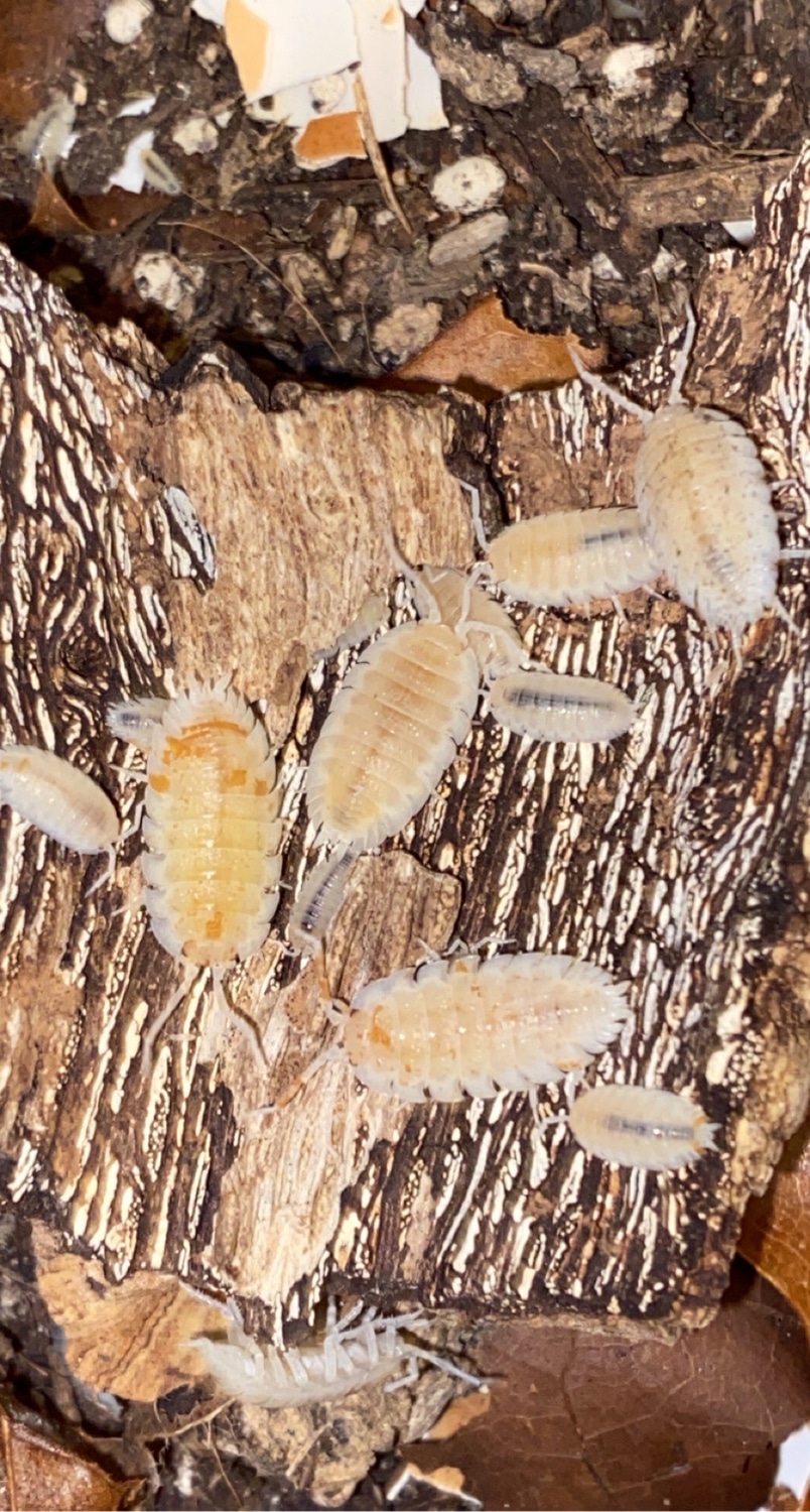 P. Scaber Dalmatian Mix .50 Cents Ea Isopod by Xotics365 LLC - MorphMarket