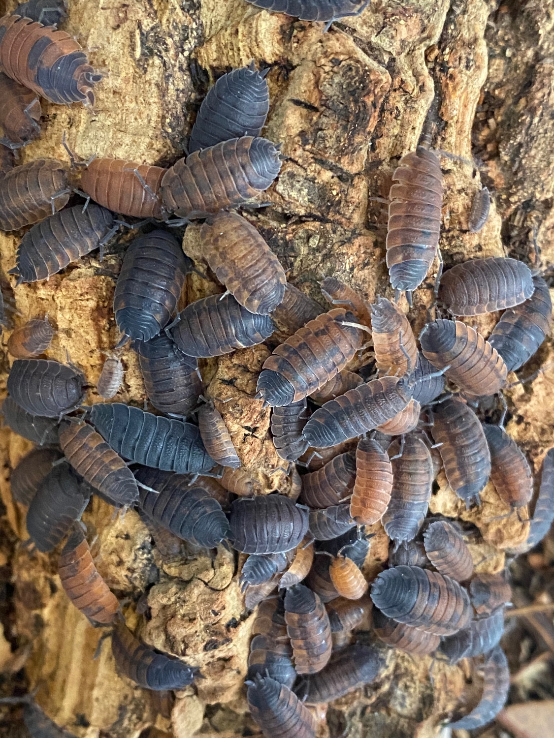 P. Scaber Lava - $2 Ea Isopod by Xotics365 - MorphMarket