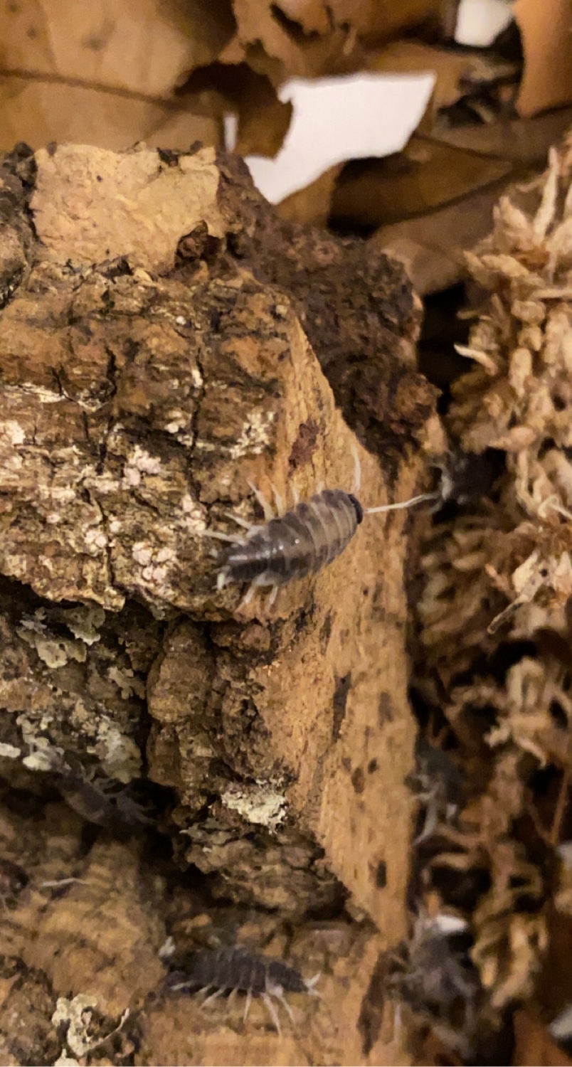 P. Pruinosis Oreo Crumbles - $1 Ea Isopod by Xotics365 - MorphMarket