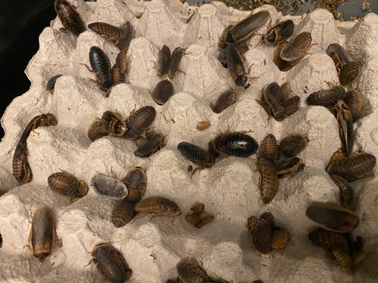 Adult Dubia Roaches ( Male And Female Options Below) More Invertebrate by Xotics365 LLC