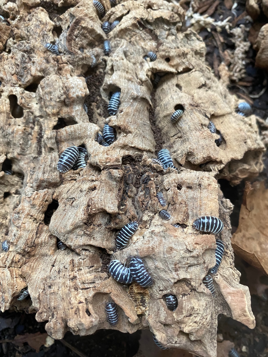 A. MACULATUM “ZEBRA $1 Each Isopod by Xotics365 LLC - MorphMarket