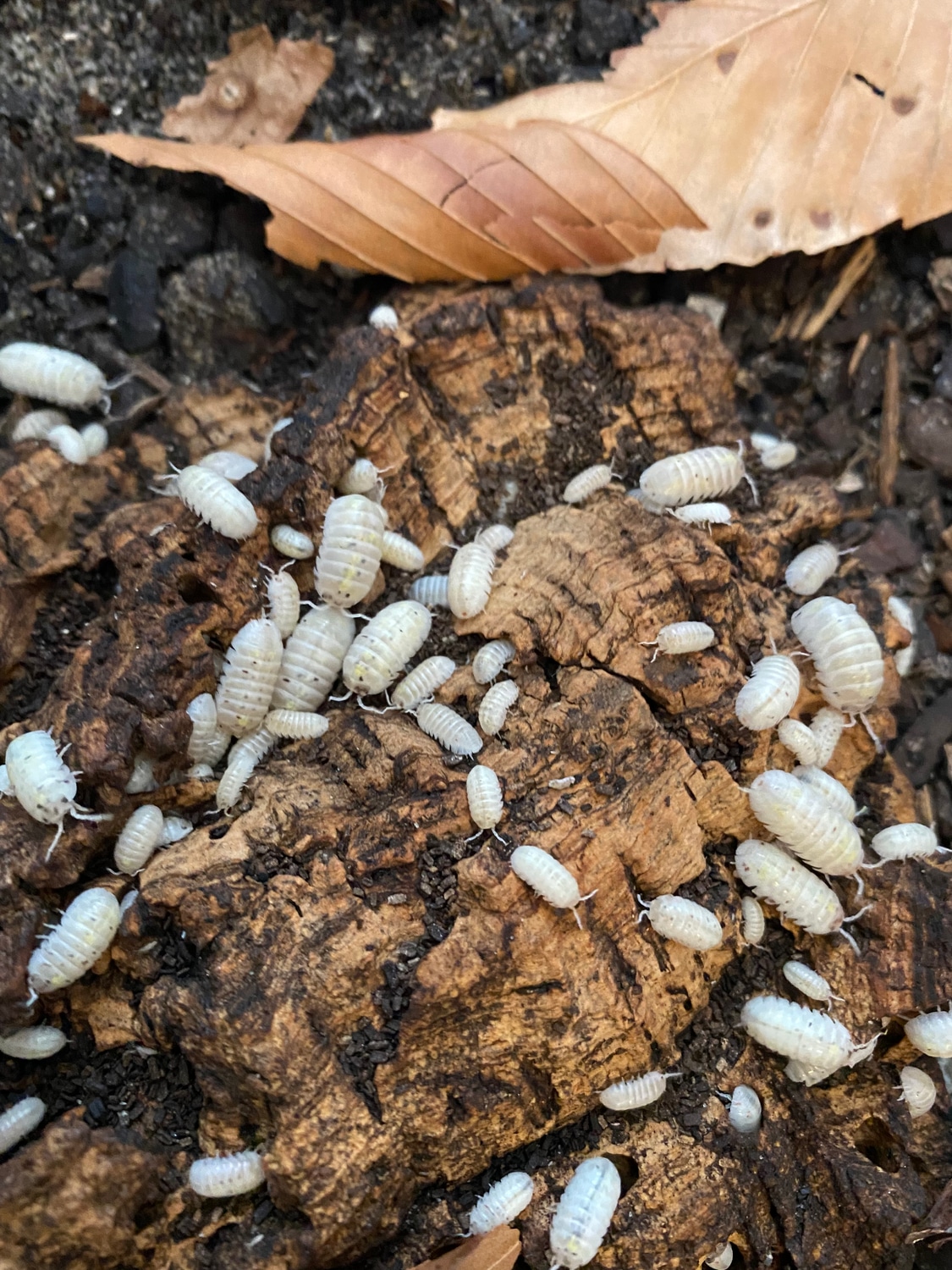 A. Vulgare "american Magic Potions" - $2 Ea Isopod by Xotics365 LLC ...