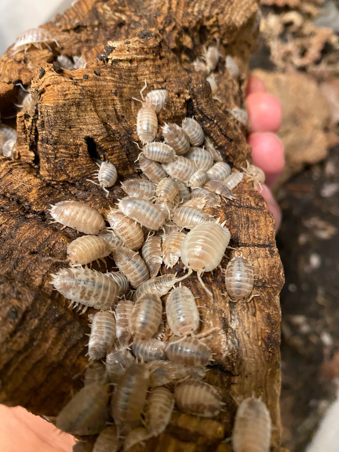 P. Laevis Milkbacks .50 Cents Each Isopod by Xotics365 LLC - MorphMarket
