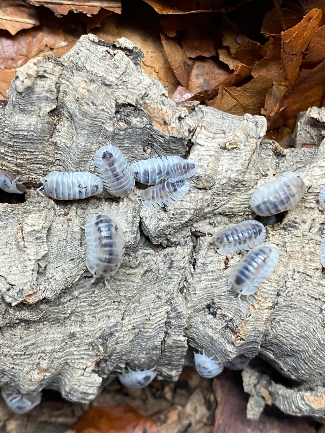 N. Sp Shiro Utsuri - $5 Ea Isopod by Xotics365 LLC - MorphMarket