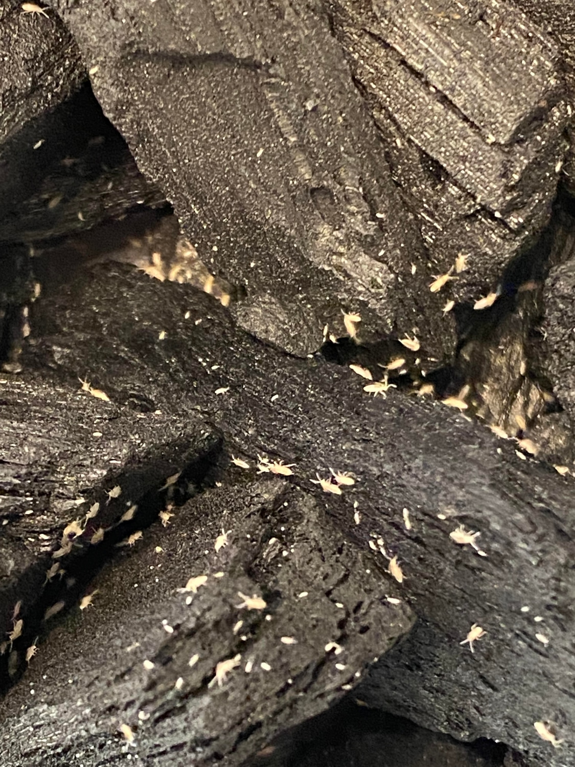 Tropical Pink Springtails- 2oz / $2 Ea More Invertebrate by Xotics365 ...