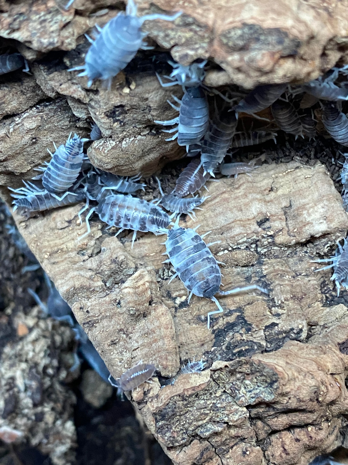 P. Pruinosis Oreo Crumbles - .25 Cents Each Isopod by Xotics365 LLC ...