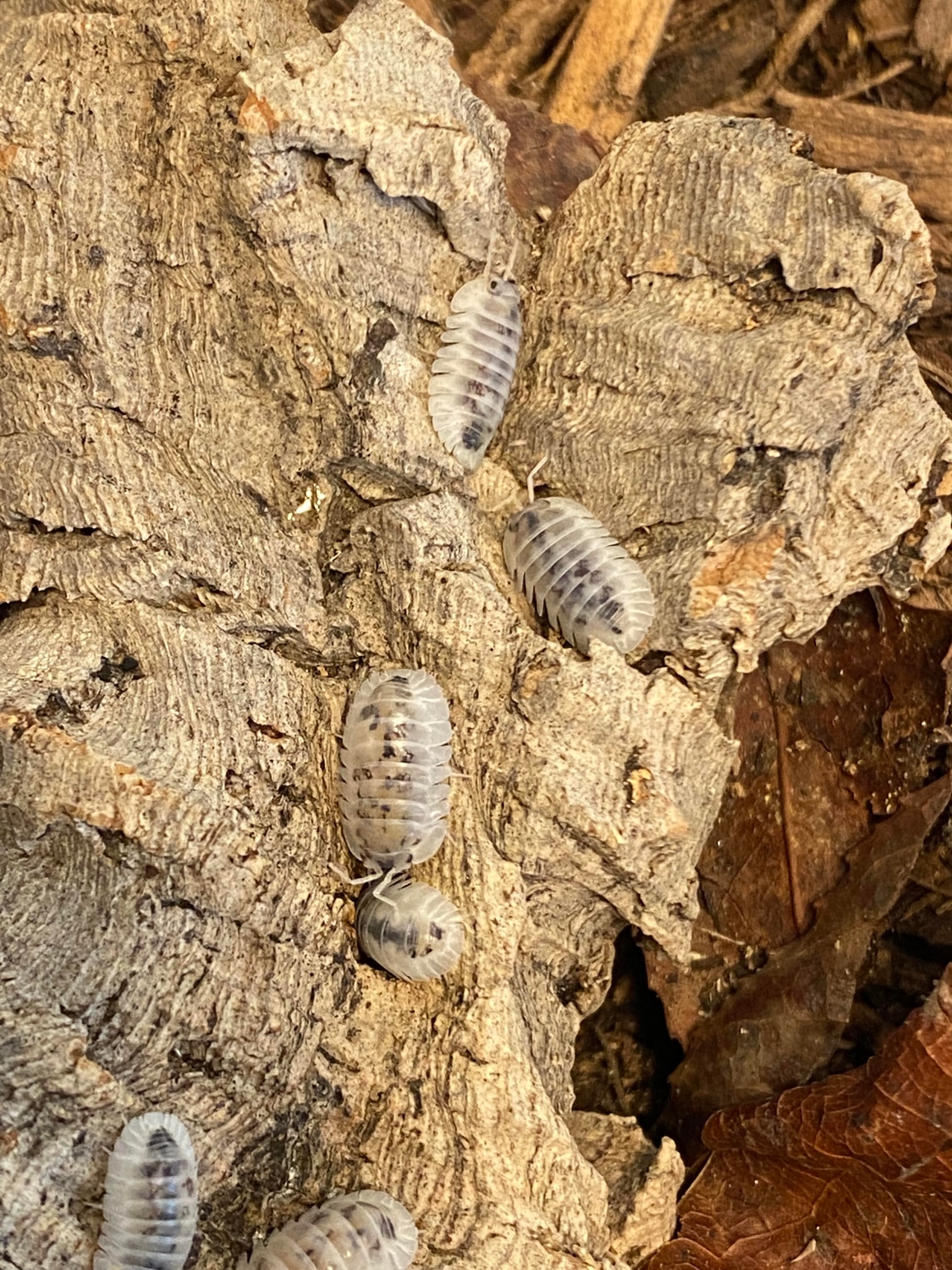 N. Sp Shiro Utsuri -$4 Ea Isopod by Xotics365 LLC - MorphMarket