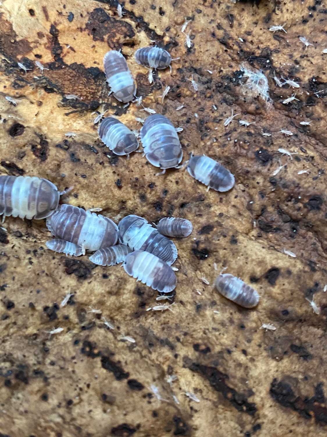 C. Sp Panda King - $2 Ea Isopod by Xotics365 LLC - MorphMarket