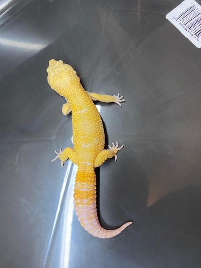 High Yellow Leopard Gecko by Xotics365 LLC