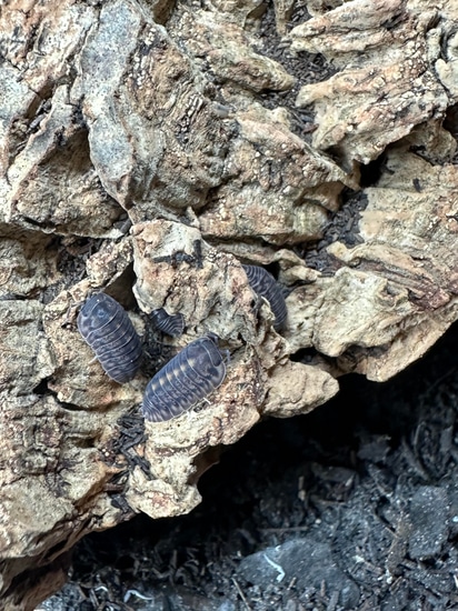 C. SP PLATIN TUNG SONG - 10CT For $30 Isopod by Xotics365 LLC