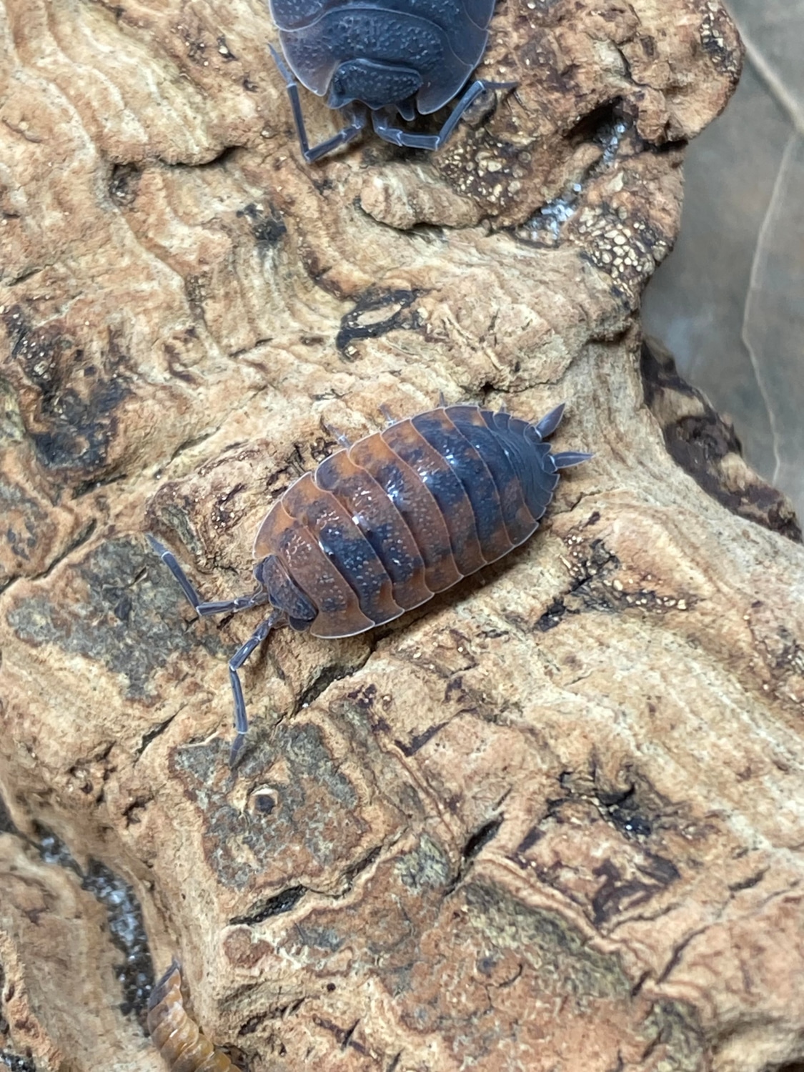 P. Scaber "lava" - $4 Each Isopod by Xotics365 - MorphMarket