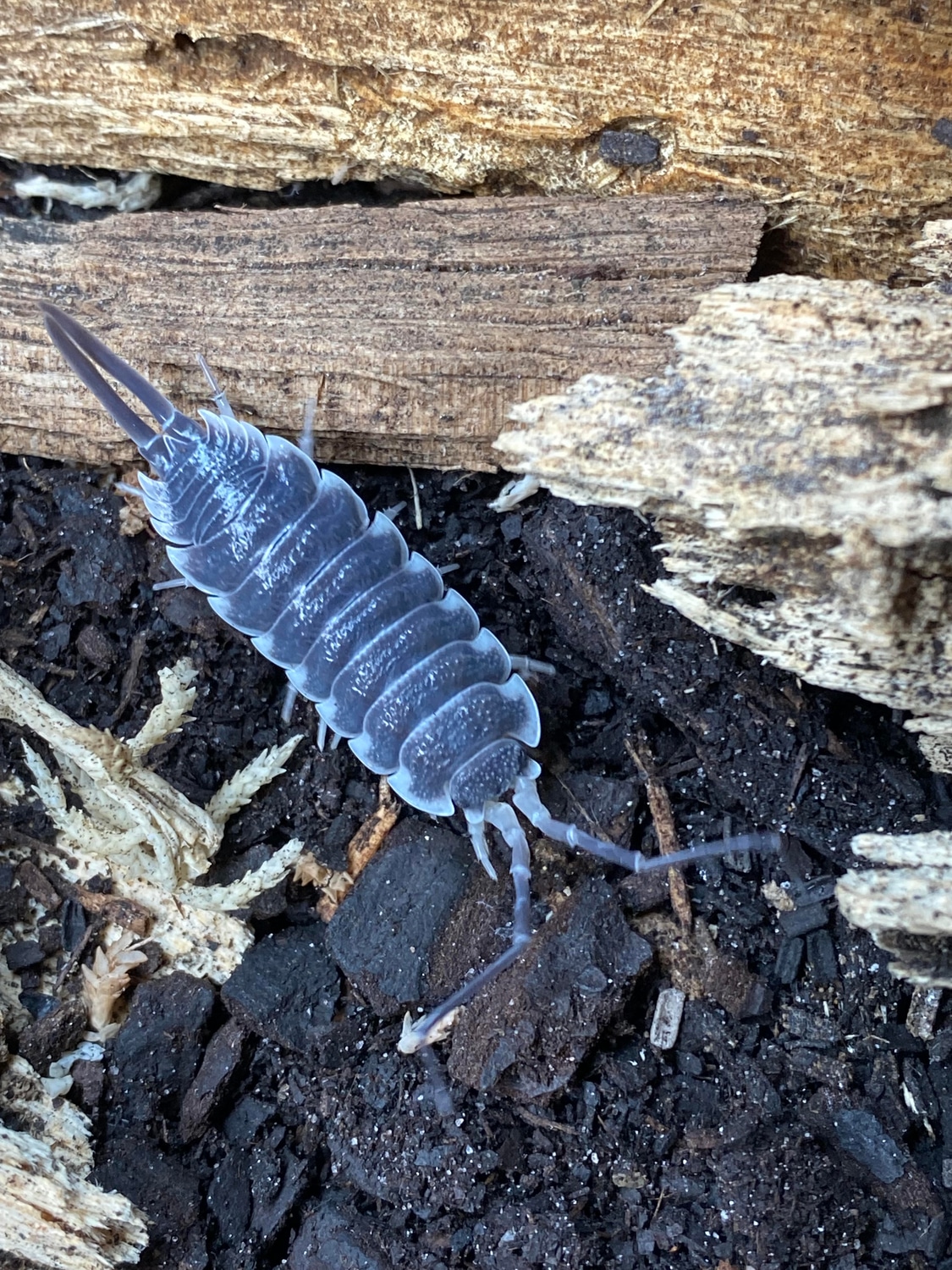 P. Hoffmannseggi - $8 Ea Isopod by Xotics365 LLC - MorphMarket