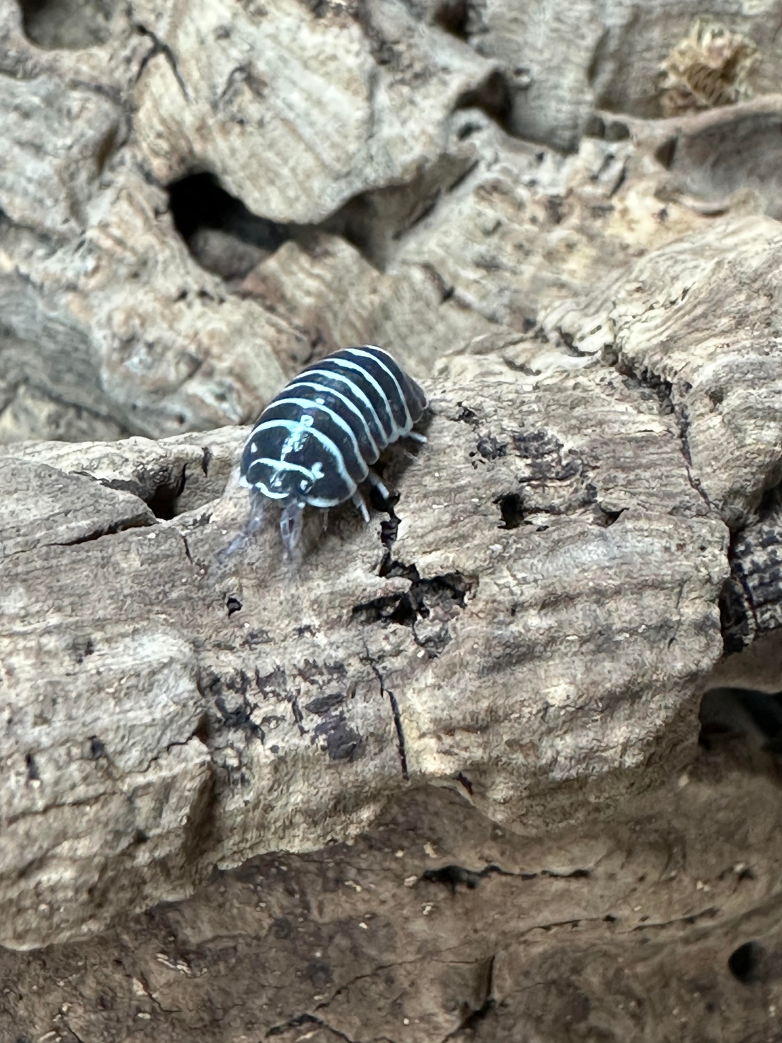 A. Maculatum “zebra $2 Each Isopod by Xotics365 LLC - MorphMarket