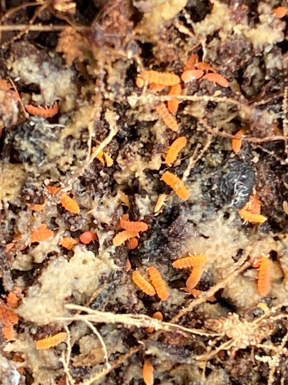 Protanura Sp. Orange Springtails Isopod by Xotics365 LLC