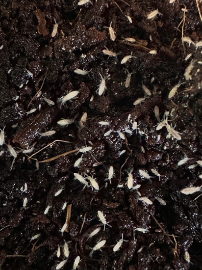 Tropical White Springtails 8oz For $10 More Invertebrate by Xotics365 LLC