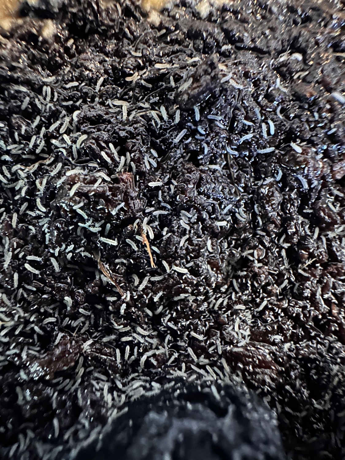 PODURA SP. “MINI BLUE” SPRINGTAILS- 8oz For $10 Isopod by Xotics365 LLC ...