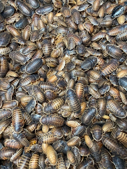 Dubia Roaches Large 50ct Cockroach by Xotics365 LLC